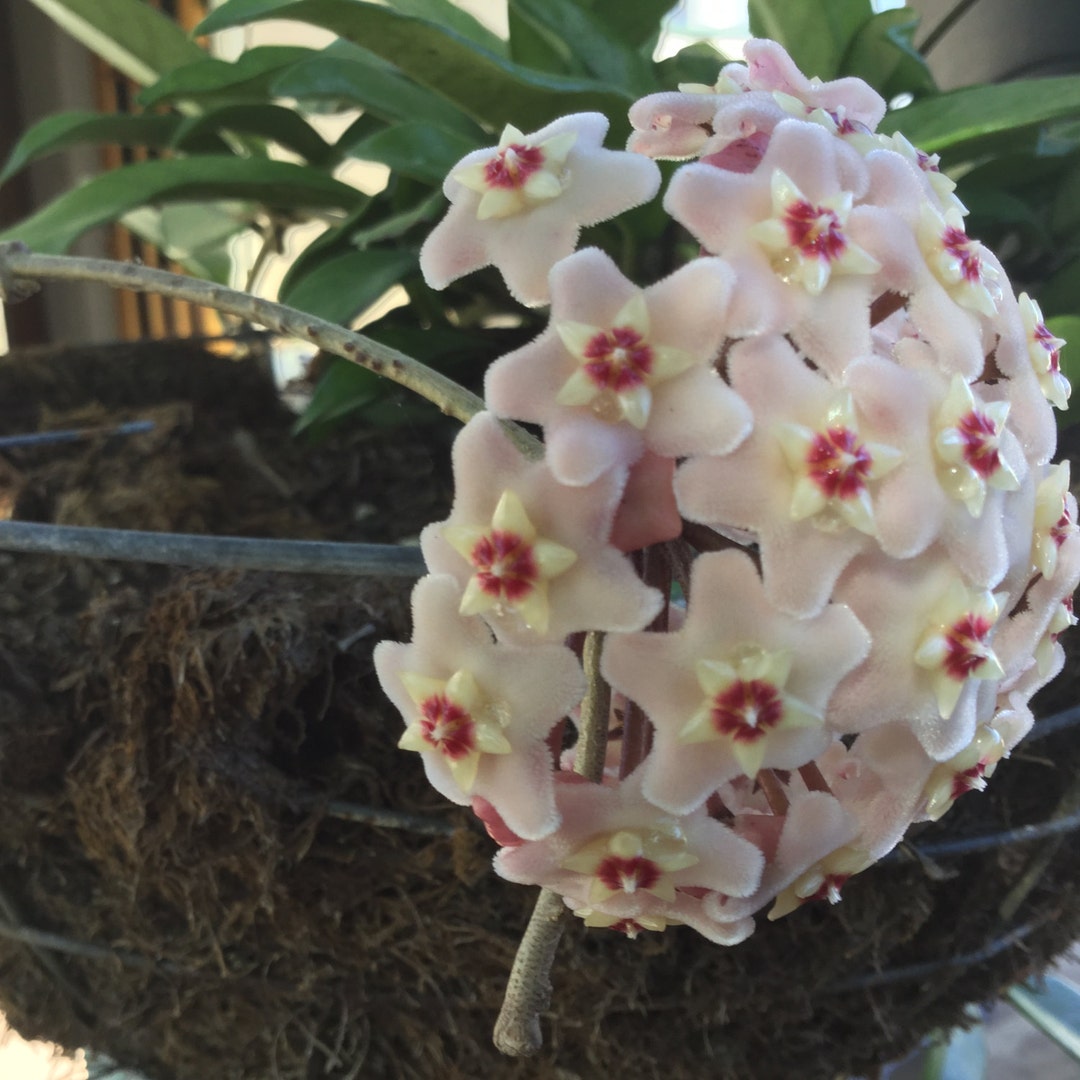 Set of 2, Hoya ROOTED, Flower Plant Variegated, Trailing Hoya Needs ...