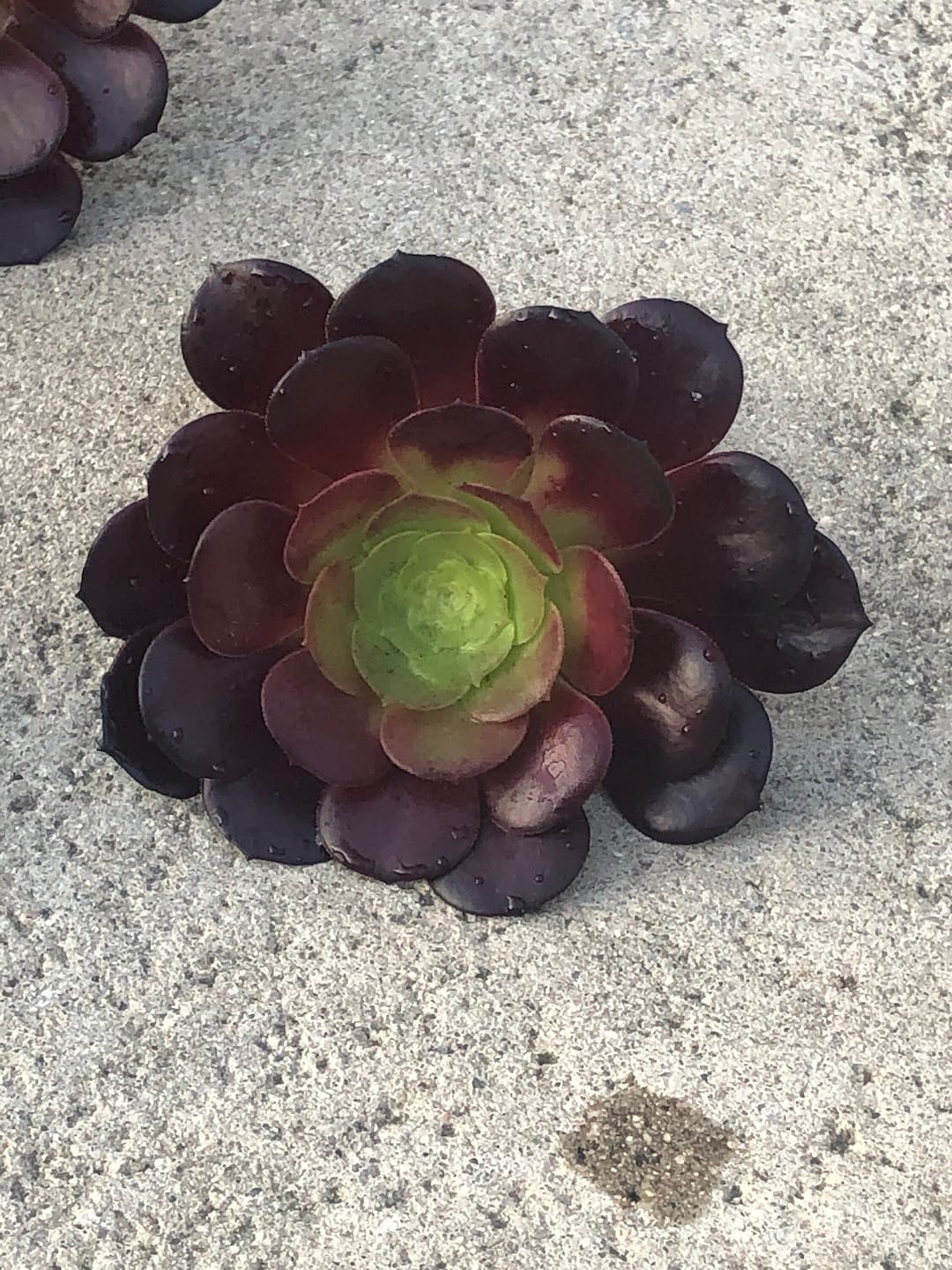 Set of Three, 3 Purple Cyclops Pinwheel Aeonium, Cuttings Various Sizes ...