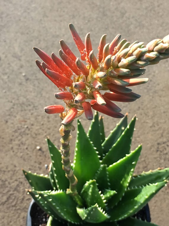 Aloe Gold Tooth Various Sizes Aloe Nobilis Shade Plant - Etsy
