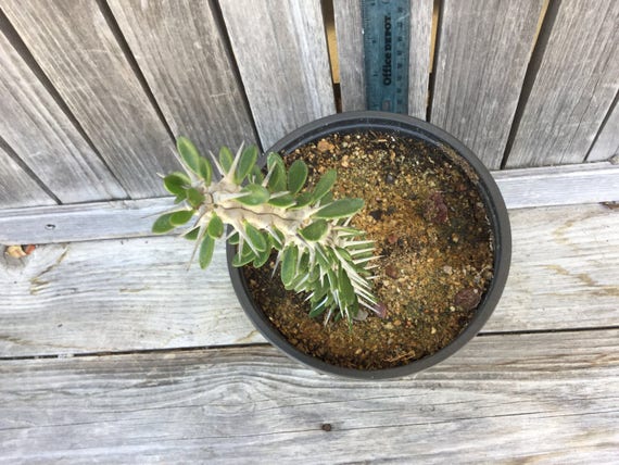 Cuttings False Ocotillo Tall Alluaudia Procera Various | Etsy