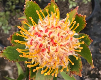 ONE Leucadendron Goldstrike Protea 1gal LIVE ROOTED Plant - Etsy