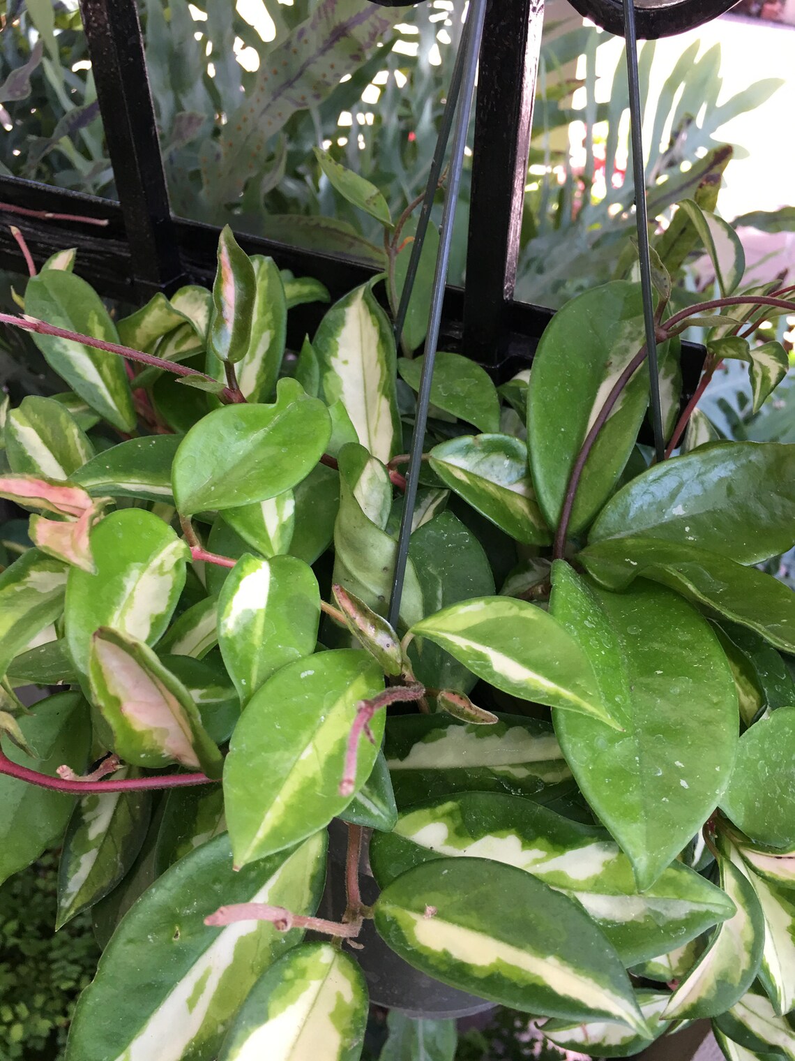 Set of 2, Hoya ROOTED, Flower Plant Variegated, Trailing Hoya Needs ...