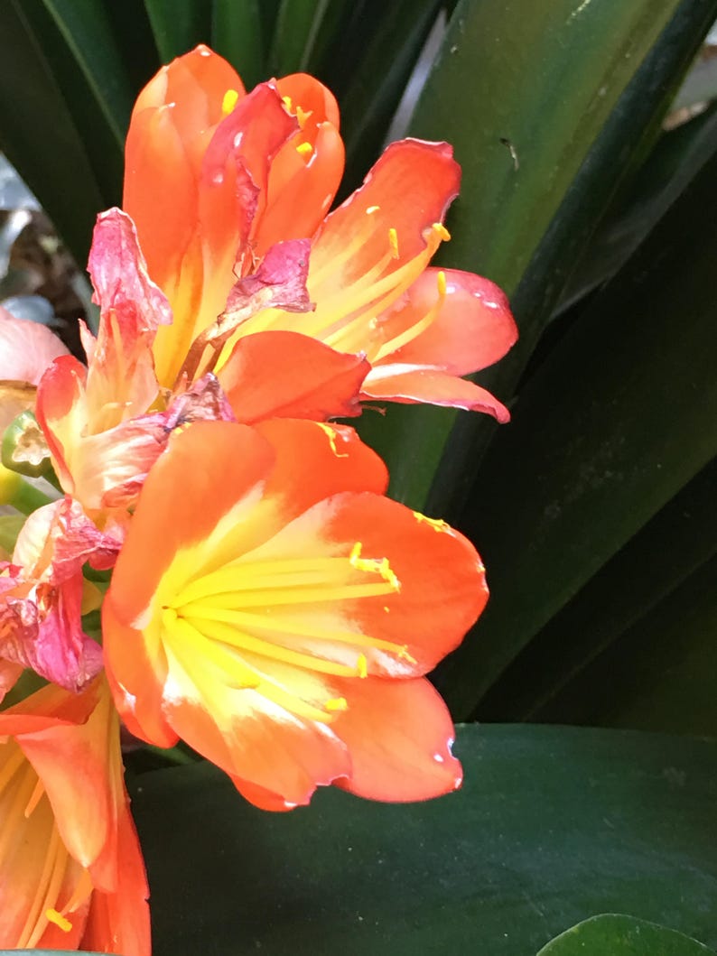 Orange Clivia Rooted Various Sizes Evergreen Perennial Plant - Etsy