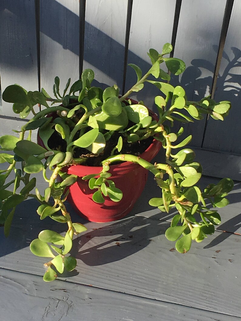 Senecio Jacobsenii Trailing Jade, Quart Size, Live Succulent, Plants ...