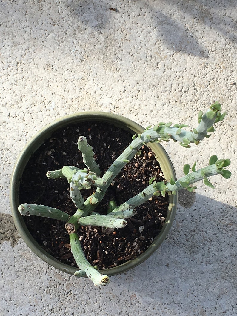Two (2) Gallon Swizzle Plant With Salmon Orange Flowers, Senicio ...