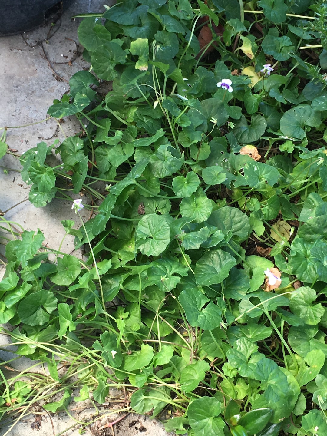 Violet Viola Flower Larger Leaf Plant Fragrant Perennial, Fairy Garden ...