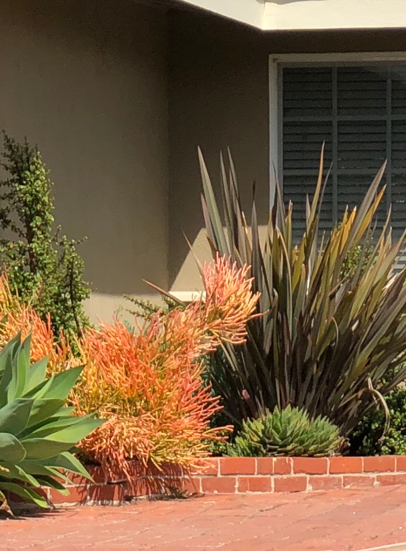 Pencil Plant RED Fire-sticks Rooted Plant for Fairy Gardens | Etsy