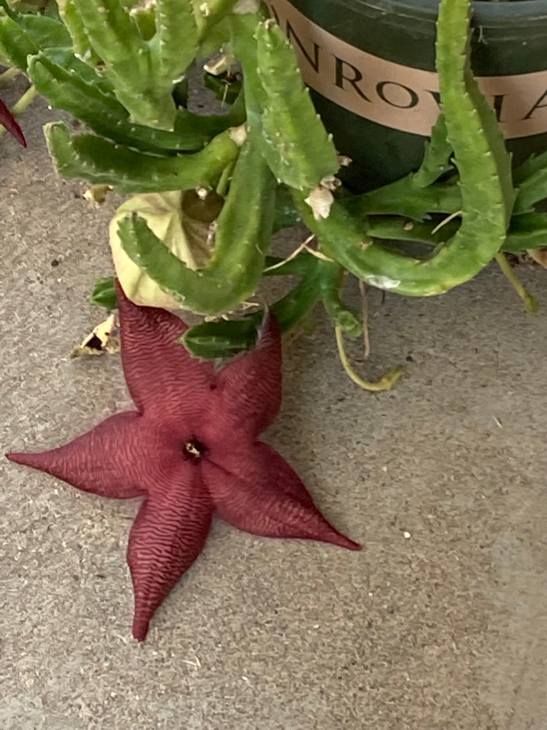Starfish Flower Stapelia Orbea, Cuttings Drought Tolerant Unusual ...