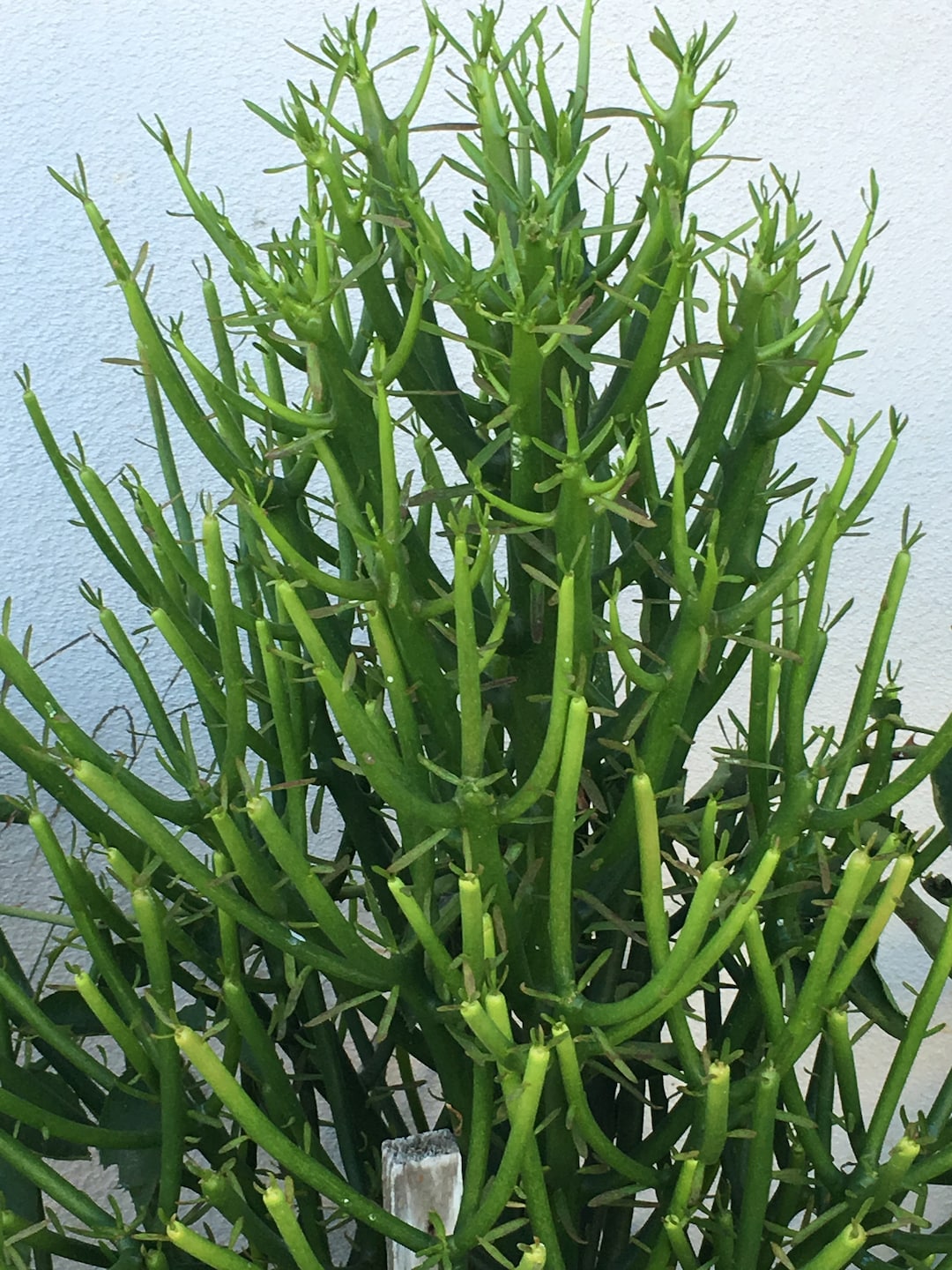 Green and Red Pencil Plant, CUTTINGS, Various Sizes, Drought Tolerant ...