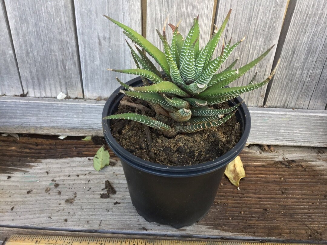 Zebra Aloe Shade Plant, Set of 2, Fairy Washboard Mounding Succulent ...