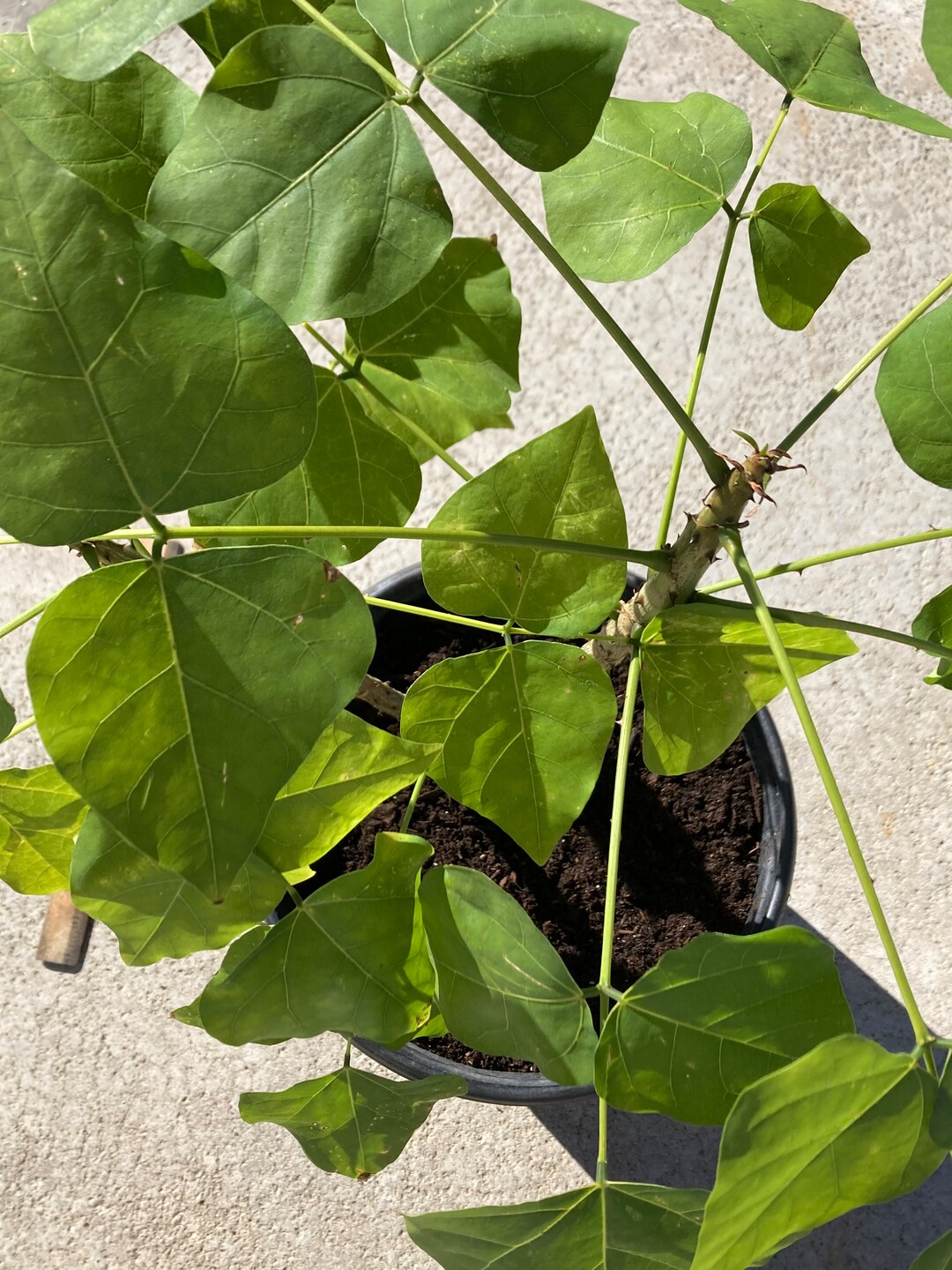 Pride of Barbados Tree Sapling, Two (2) Plants With Roots Produces ...