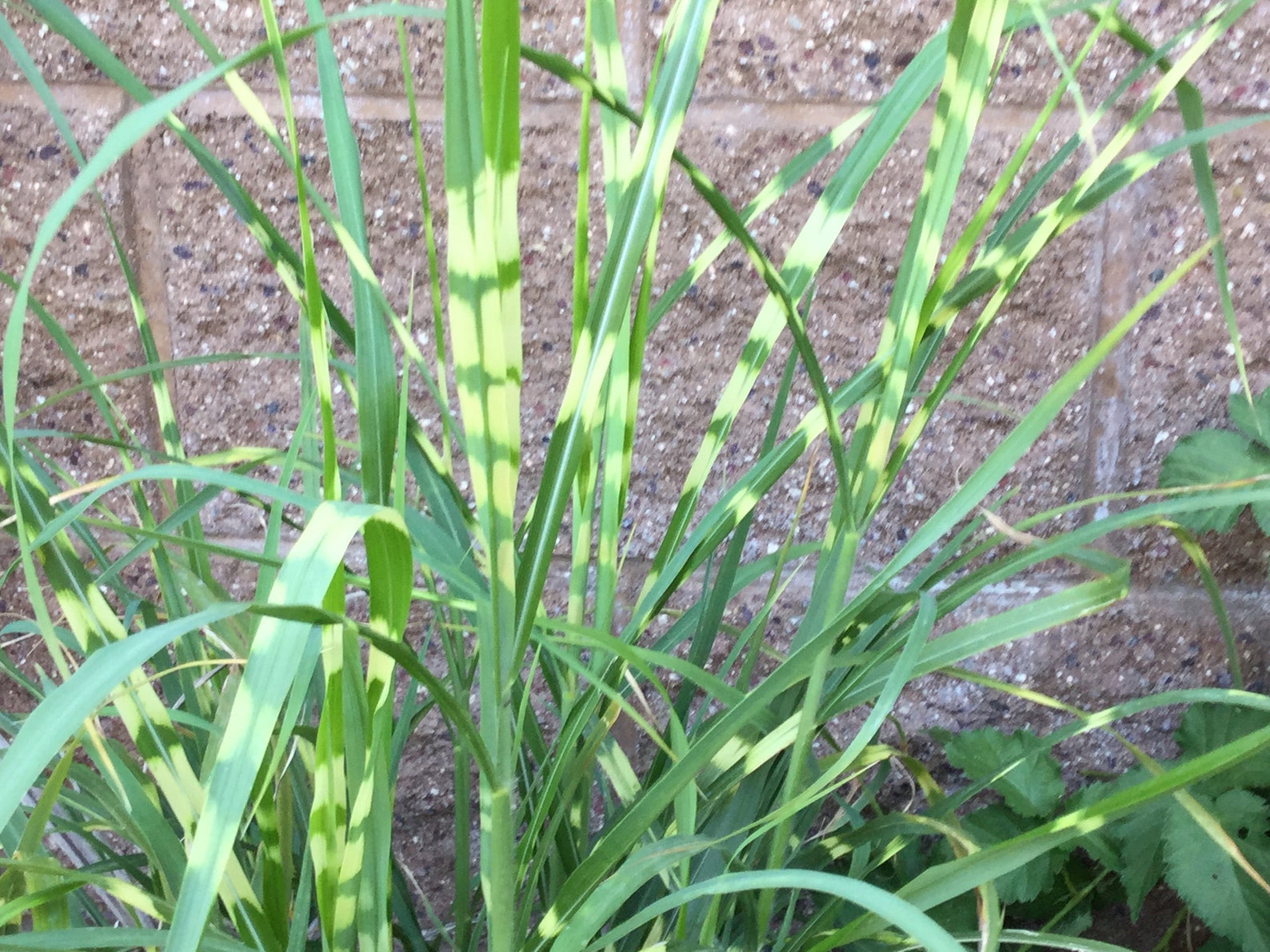 Zebra Grass Seeds And Rooted Plant Plant Fits 3 Size Pot Pack Etsy