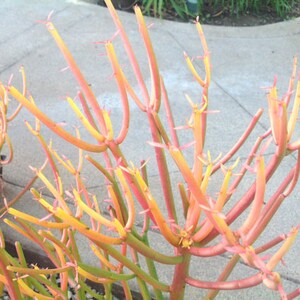 Pencil Plant RED Fire-sticks, Rooted Plant for Fairy Gardens, Shade and ...