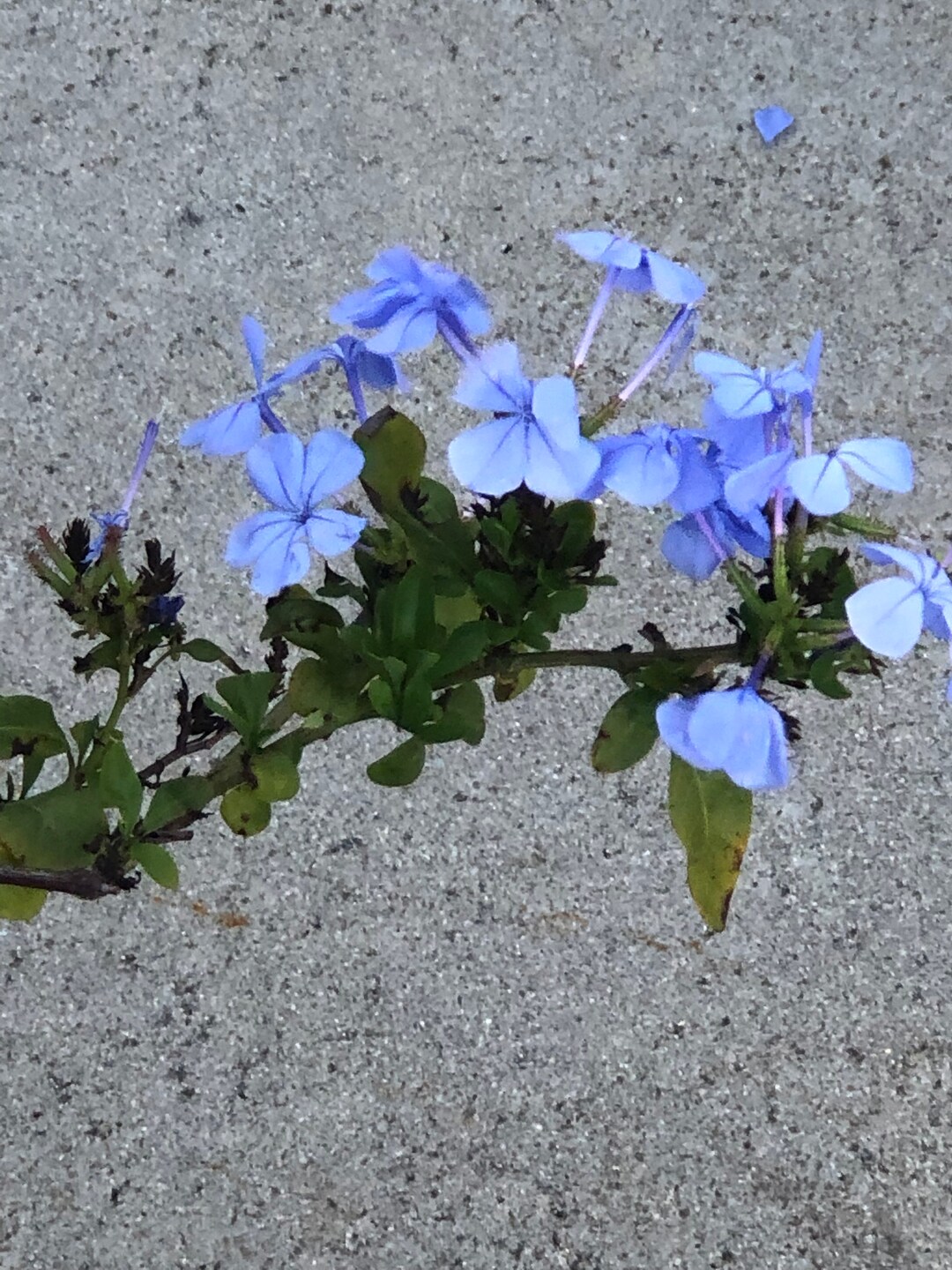 Plumbago Plant, Fits a 3 Gal Size Pot, Periwinkle Blooming Flowers ...