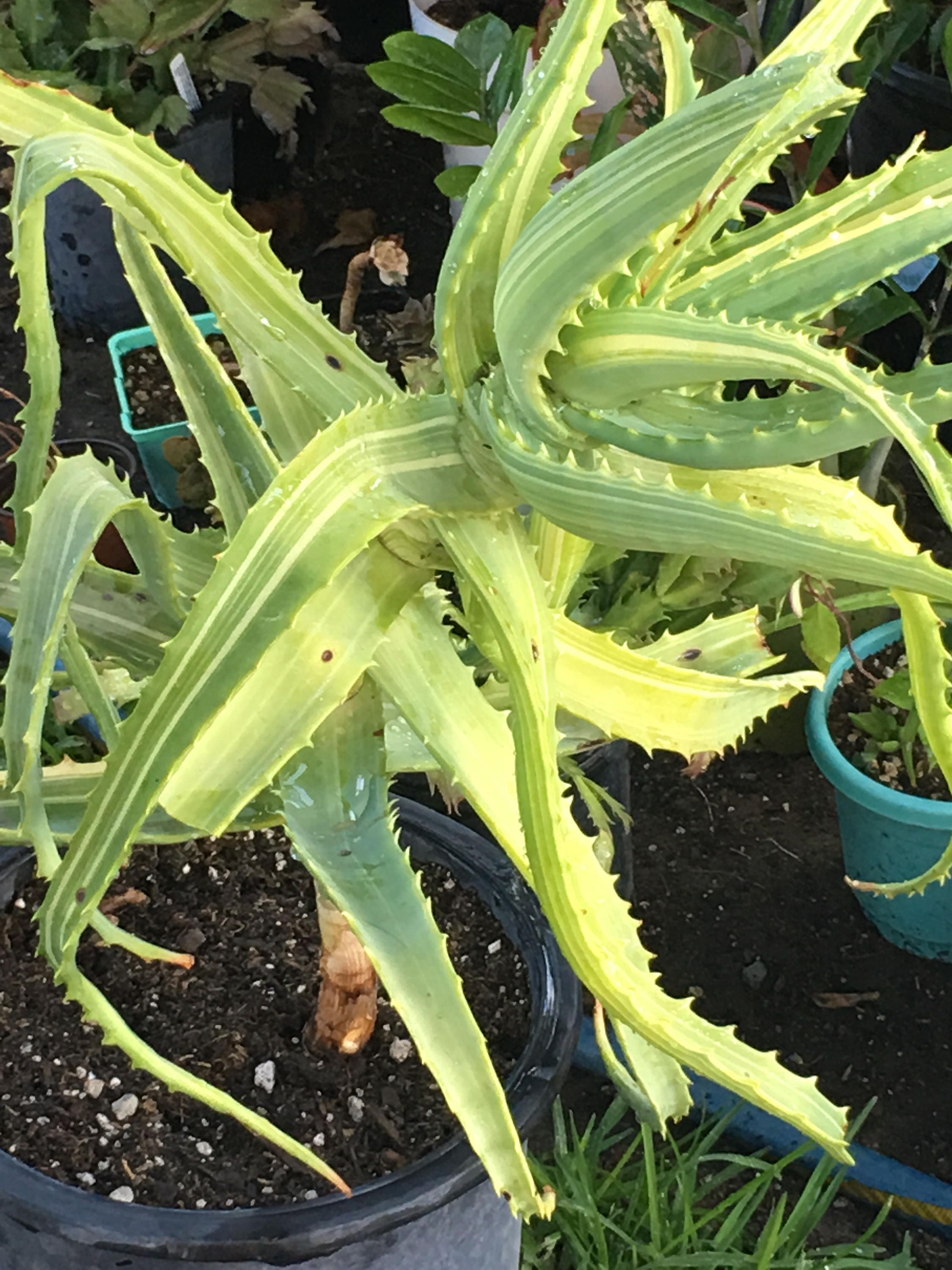 Aloe Arborescens Variegata