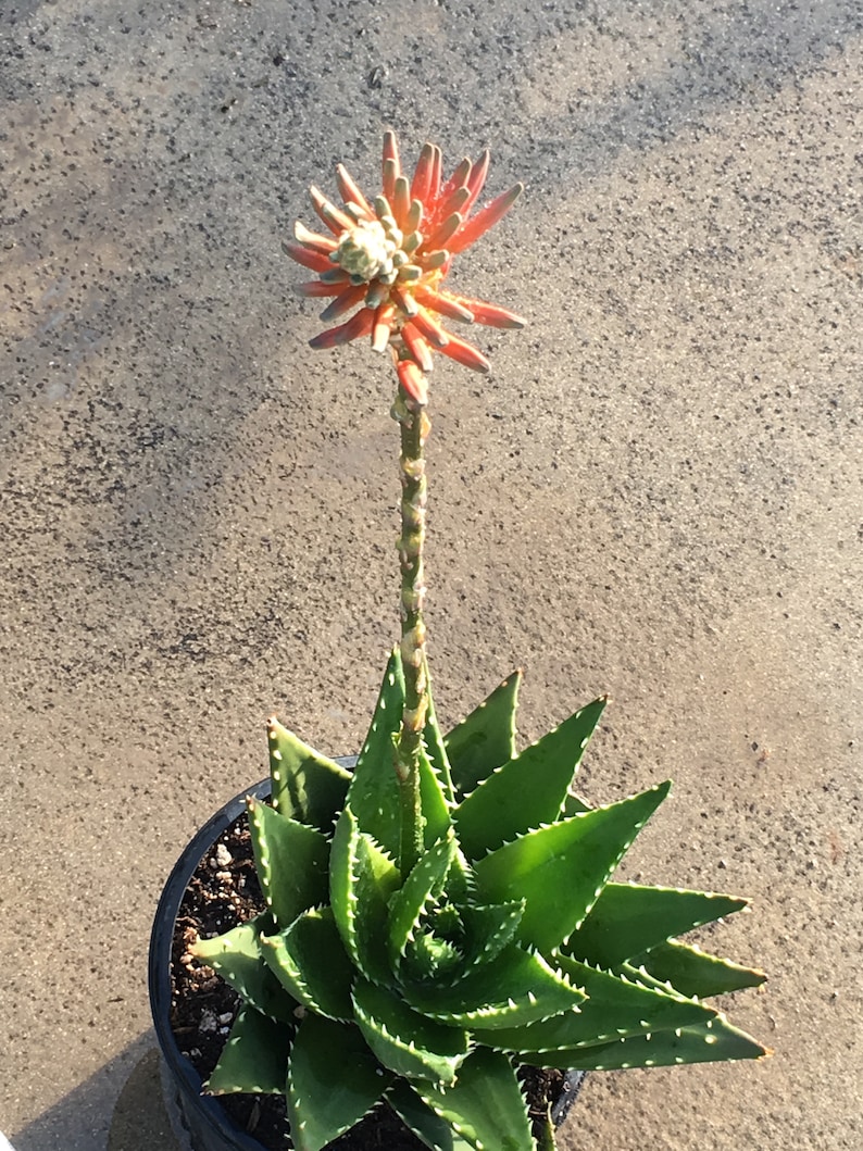 Aloe Gold Tooth Various Sizes Aloe Nobilis Shade Plant | Etsy