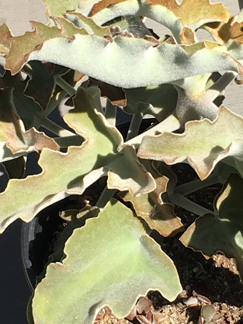 SINGLE LEAF Rooted African Felt Bush Snowflake Copper - Etsy