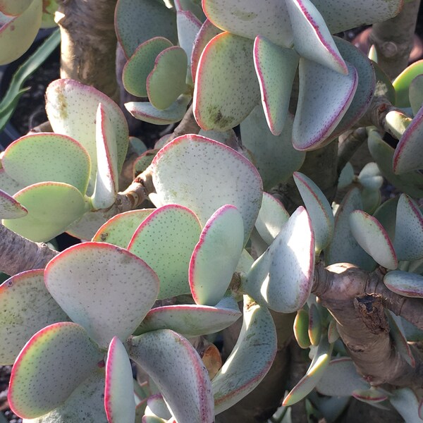 Silver Succulent - Etsy