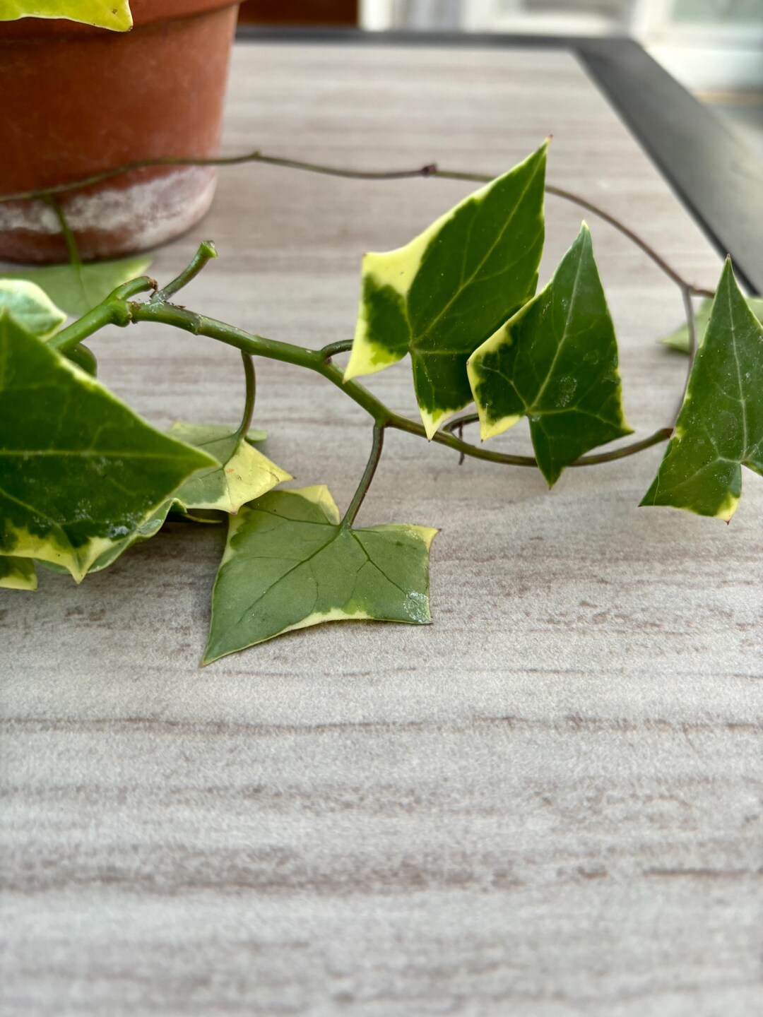 Succulent Ivy Named Senicio Macroglossus, Drought Tolerant, Cuttings ...