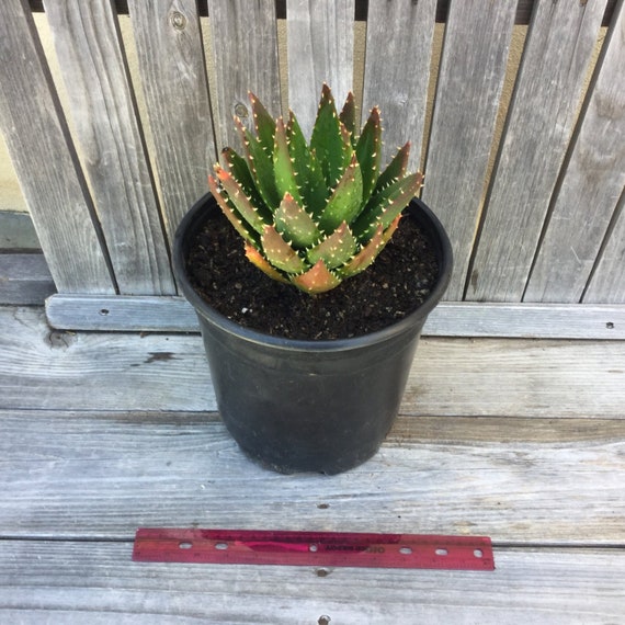 Aloe Gold Tooth Various Sizes Aloe Nobilis Shade Plant | Etsy