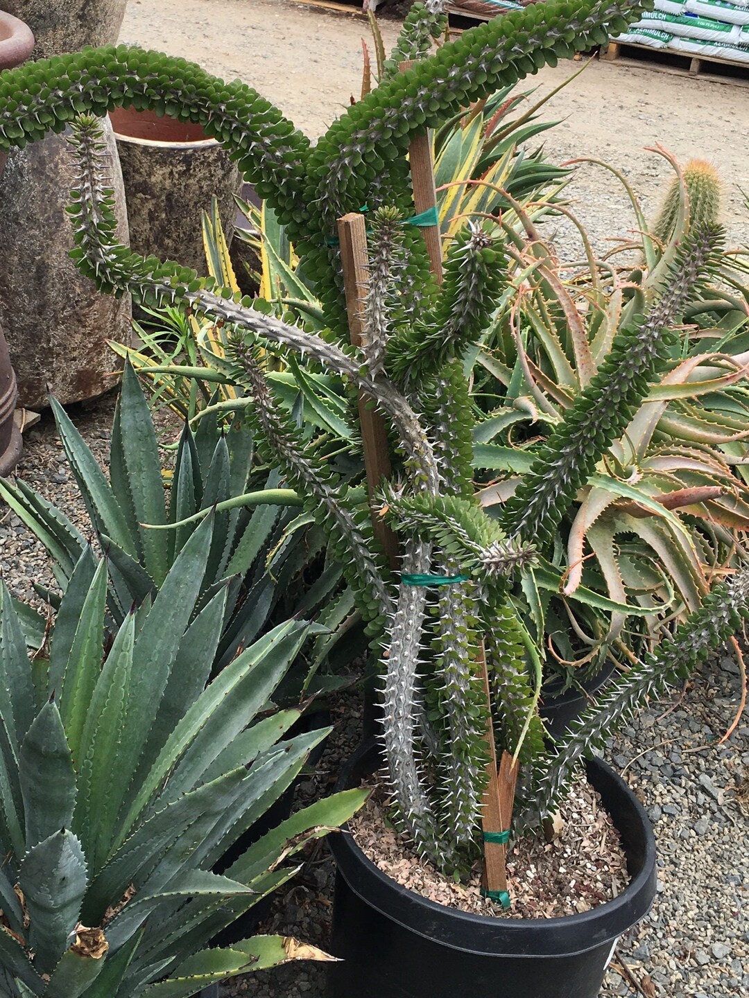 Cactus False Ocotillo, ROOTED Tall Alluaudia Procera, Various Sizes ...