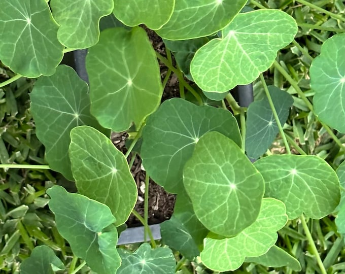 Set of 2, Garden Nasturtiums SAPLINGS, Rooted Plant, Pink Cherry Rose ...