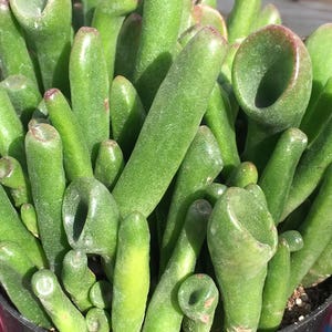 Crasulla Ovata Gollum, Various Sizes, Tubular Leaves, Drought Tolerant ...