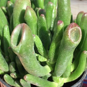 Crasulla Ovata Gollum, Various Sizes, Tubular Leaves, Drought Tolerant ...