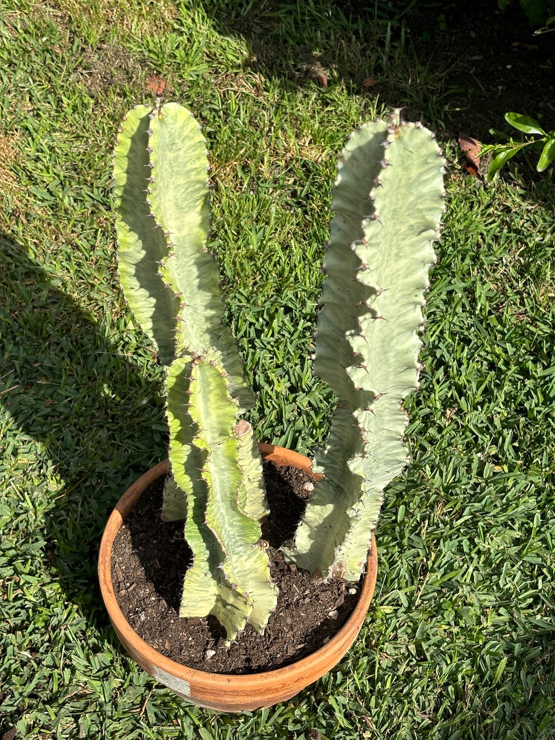 Euphorbia Ammak Variegated, All Cactus Are Now 18-25" Tall, Golden ...