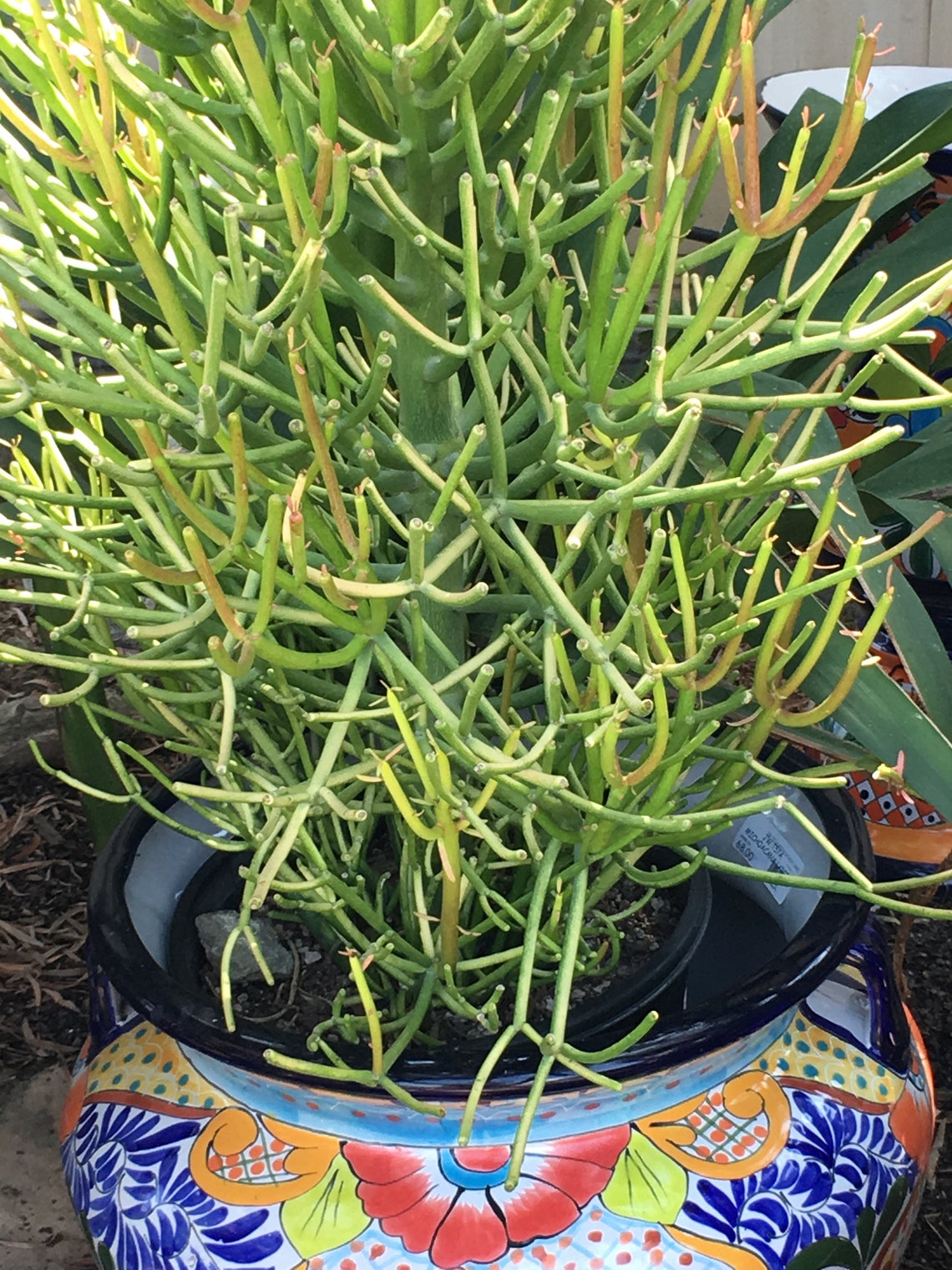 Pencil Plant RED Fire-sticks Rooted plant for Fairy Gardens | Etsy