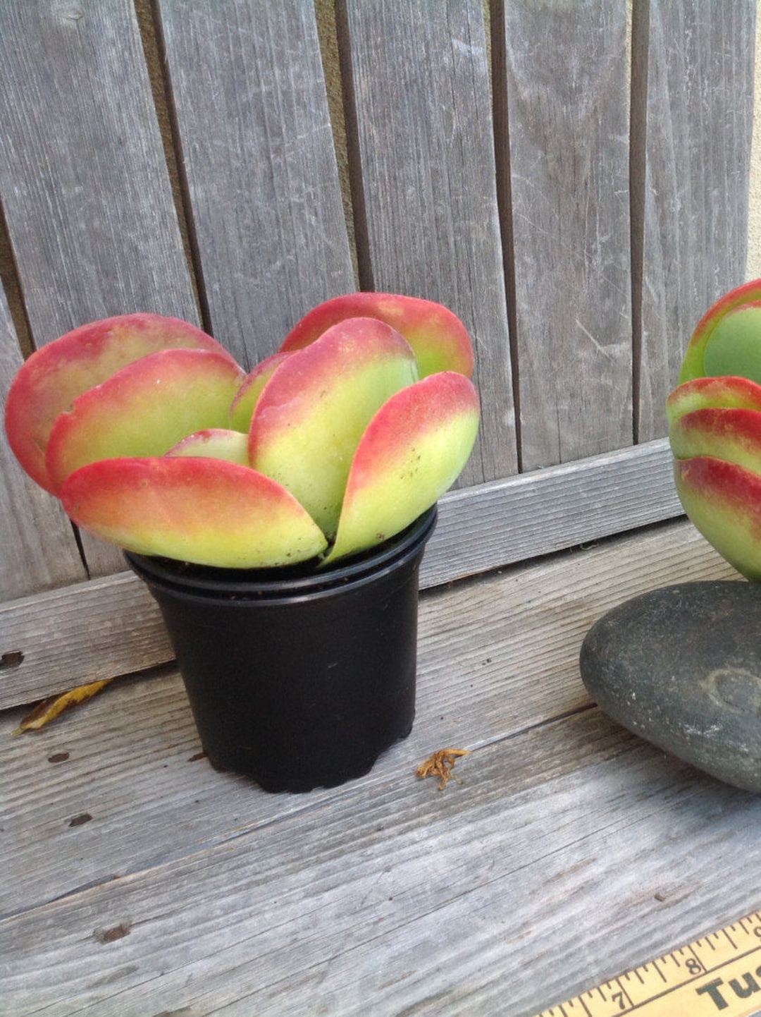 LARGE Flap Jack Kalanchoe Luciae, Aka Desert Cabbage, Flowers Are Green ...