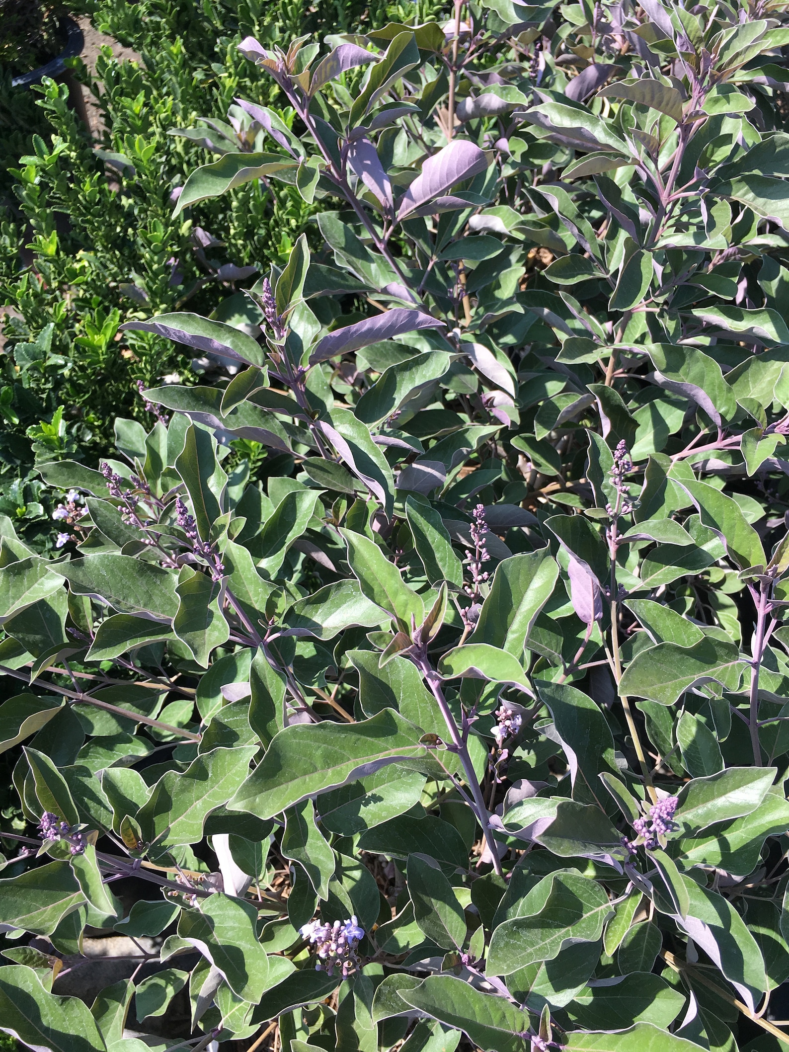 Vitex Trifolia Fascination, Arabian Lilac, Shrub Perennial, Beautiful ...