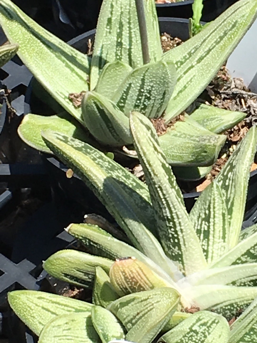 Aloe Gasteria Little Warty, Two Color Salmon Pink and Green Flowers ...