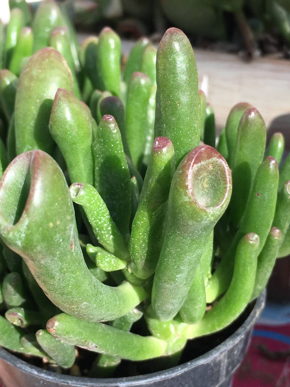 Crasulla Ovata Gollum, Various Sizes, Tubular Leaves, Drought Tolerant ...