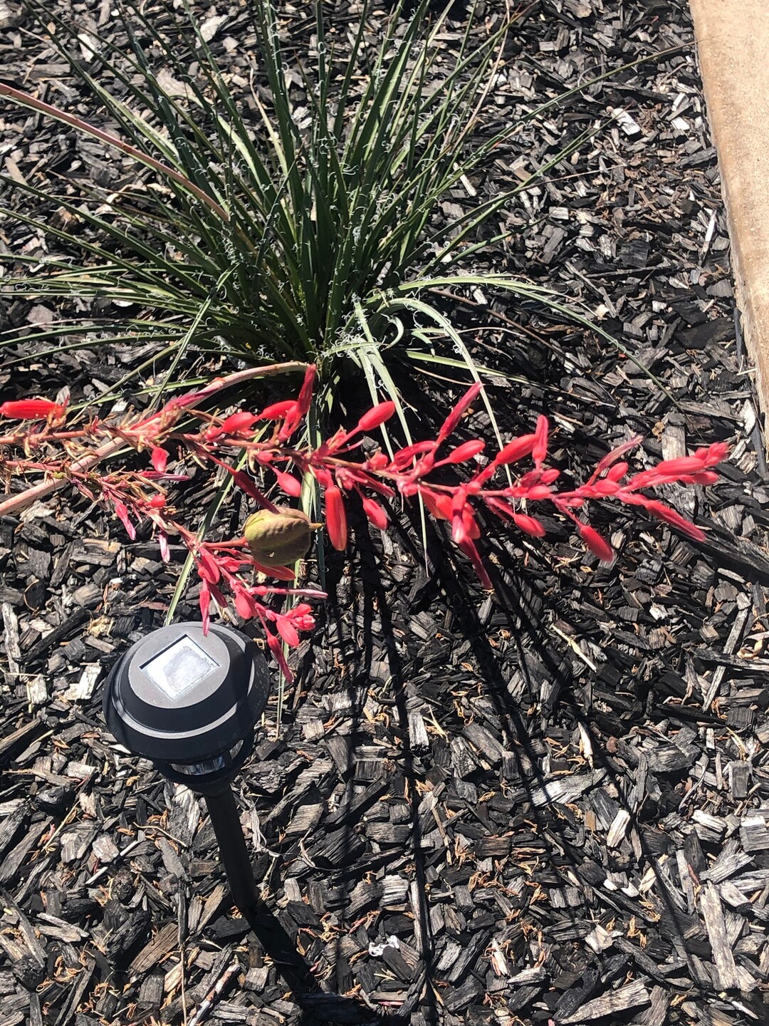 Yucca Tree Seeds, Warm Pink Flowers, Set of Ten (10) Seeds, Easy to ...