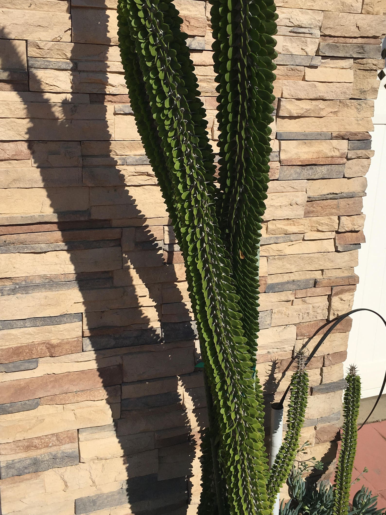 Cuttings False Ocotillo Tall Alluaudia Procera Various | Etsy