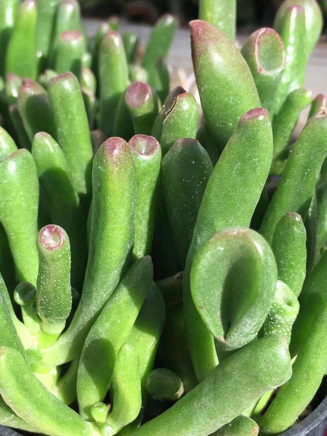 Crasulla Ovata Gollum, Various Sizes, Tubular Leaves, Drought Tolerant ...