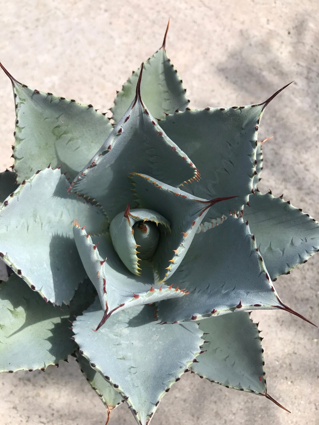 Dragon Toes, Various Sizes, Agave With Gray Leaves With Red Tips, Grows ...