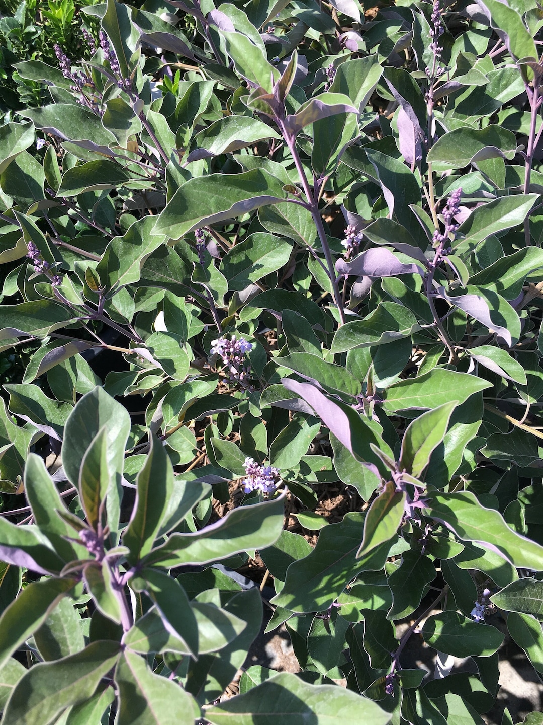 Vitex Trifolia Fascination, Arabian Lilac, Shrub Tree, Live Plant ...