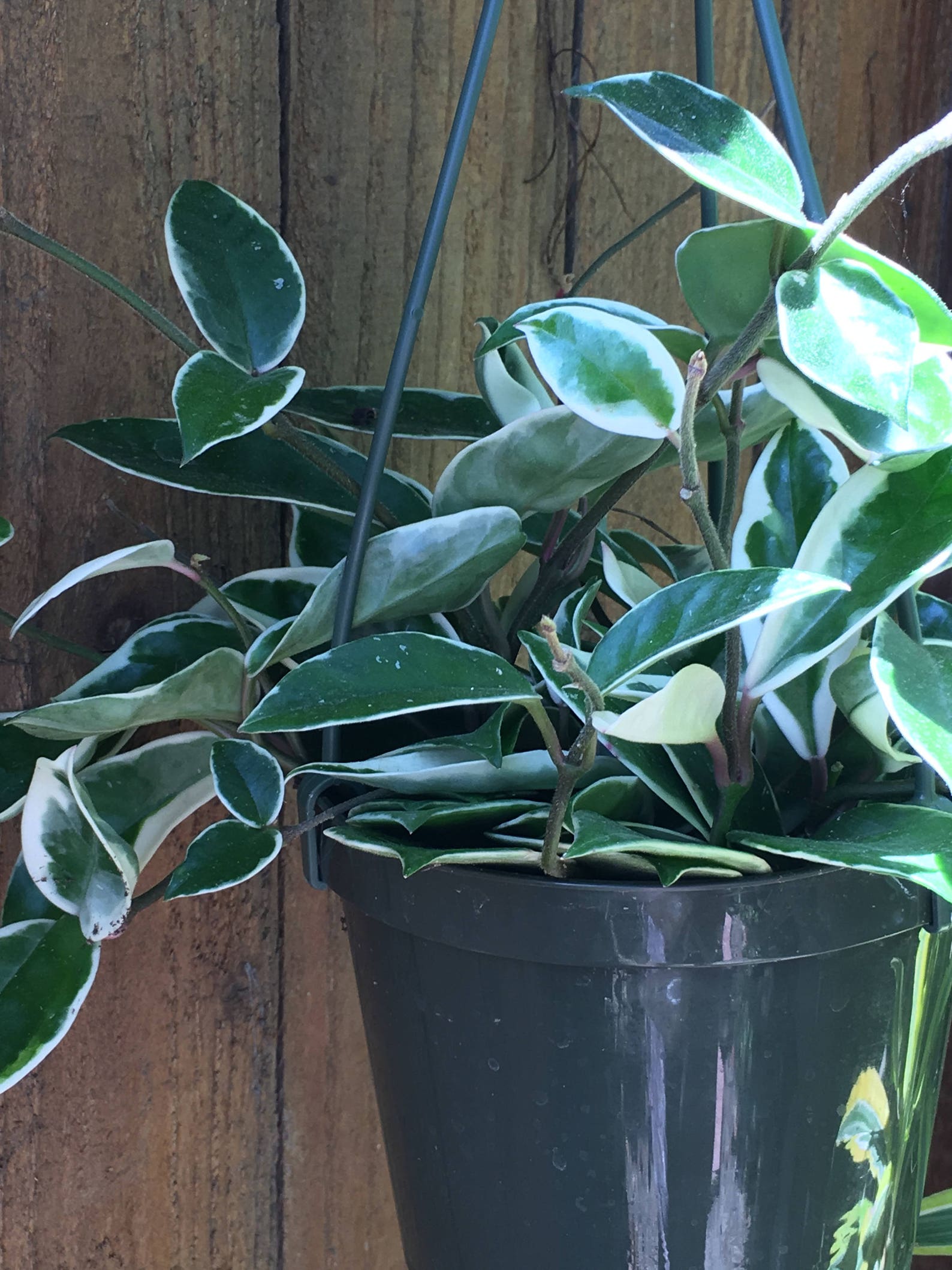 Set of 2, Hoya ROOTED, Flower Plant Variegated, Trailing Hoya Needs ...