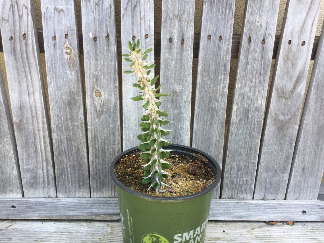 Cactus False Ocotillo ROOTED Tall Alluaudia procera Various | Etsy