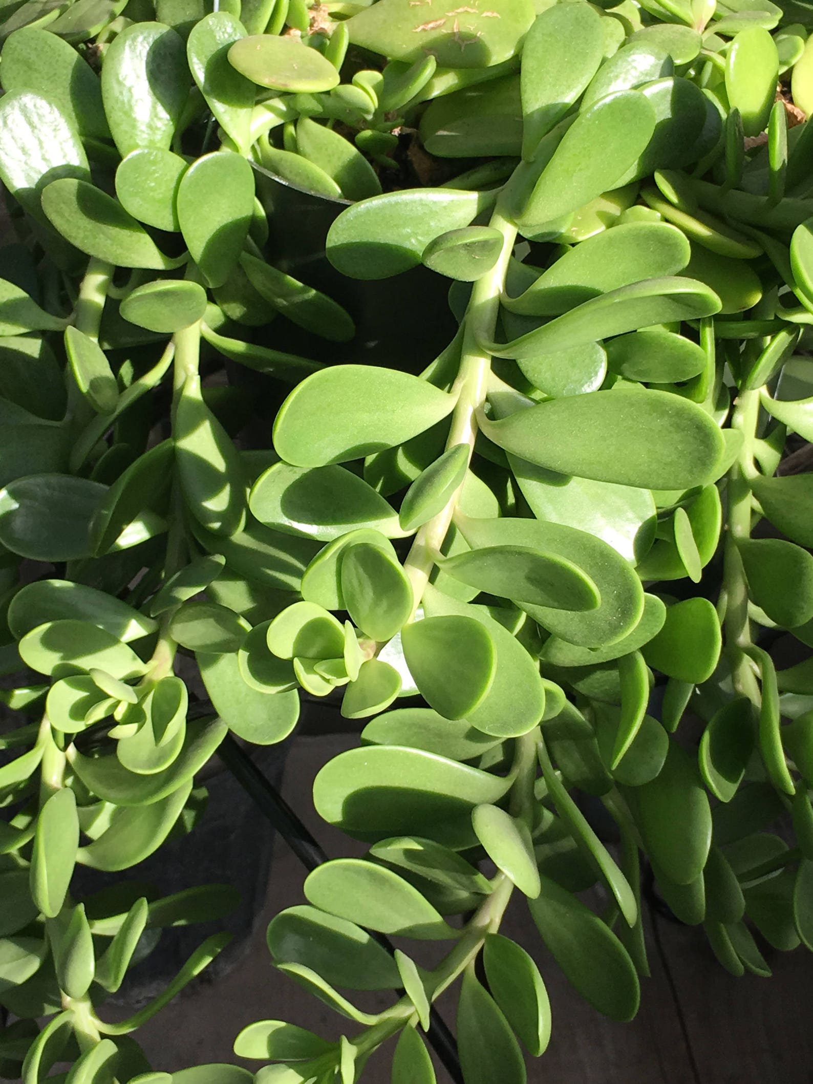 Senecio Jacobsenii Trailing Jade, Quart Size, Live Succulent, Plants ...