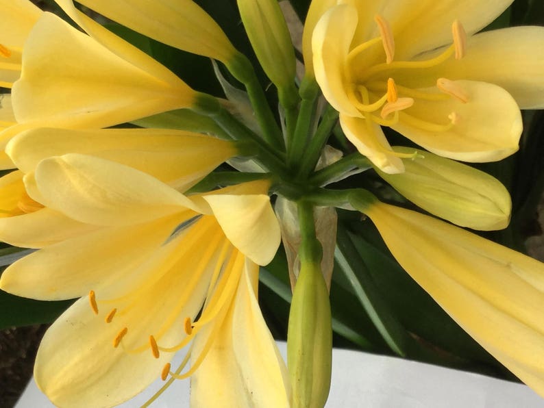 Yellow Clivia 5 Gallon Sized Plant 26h Rooted - Etsy