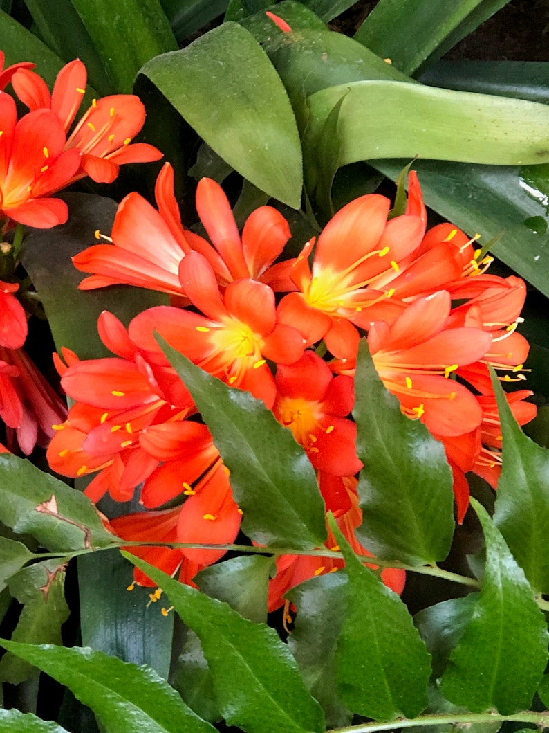 Orange Clivia Rooted Various Sizes Evergreen Perennial Plant - Etsy