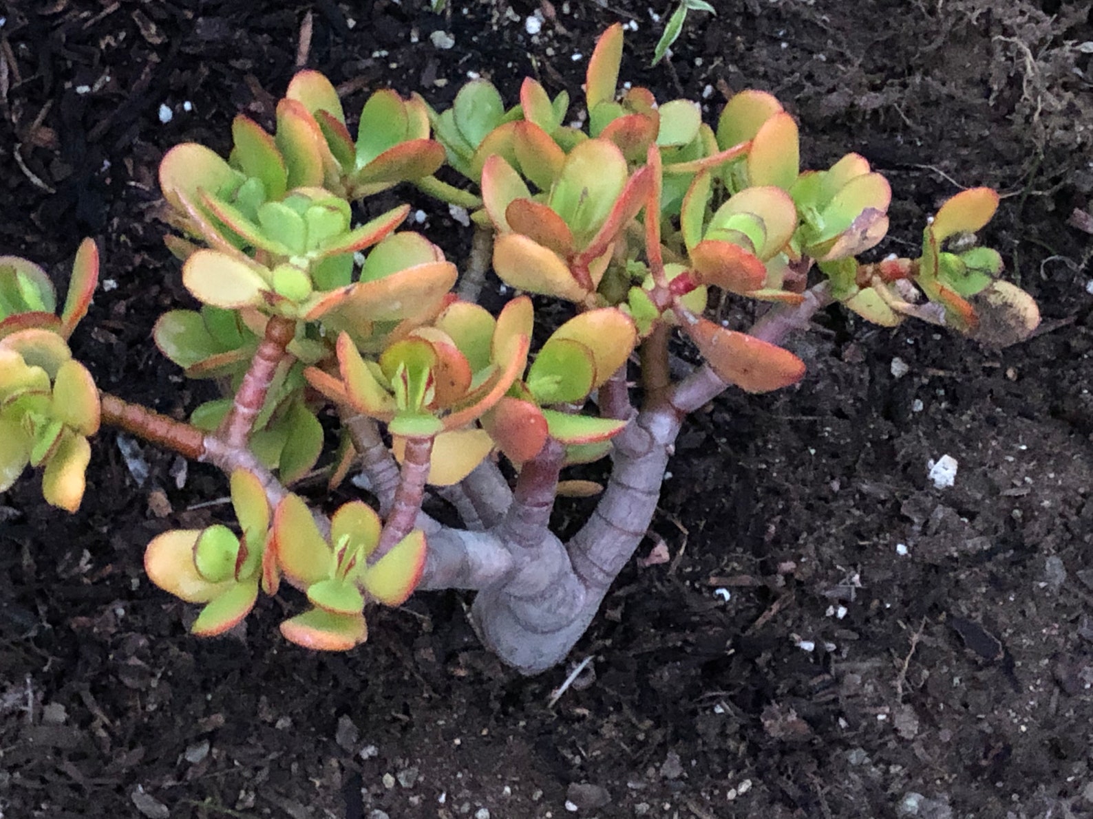 Crassula Sunset Mature JADE Plant Various Sizes Healthy - Etsy
