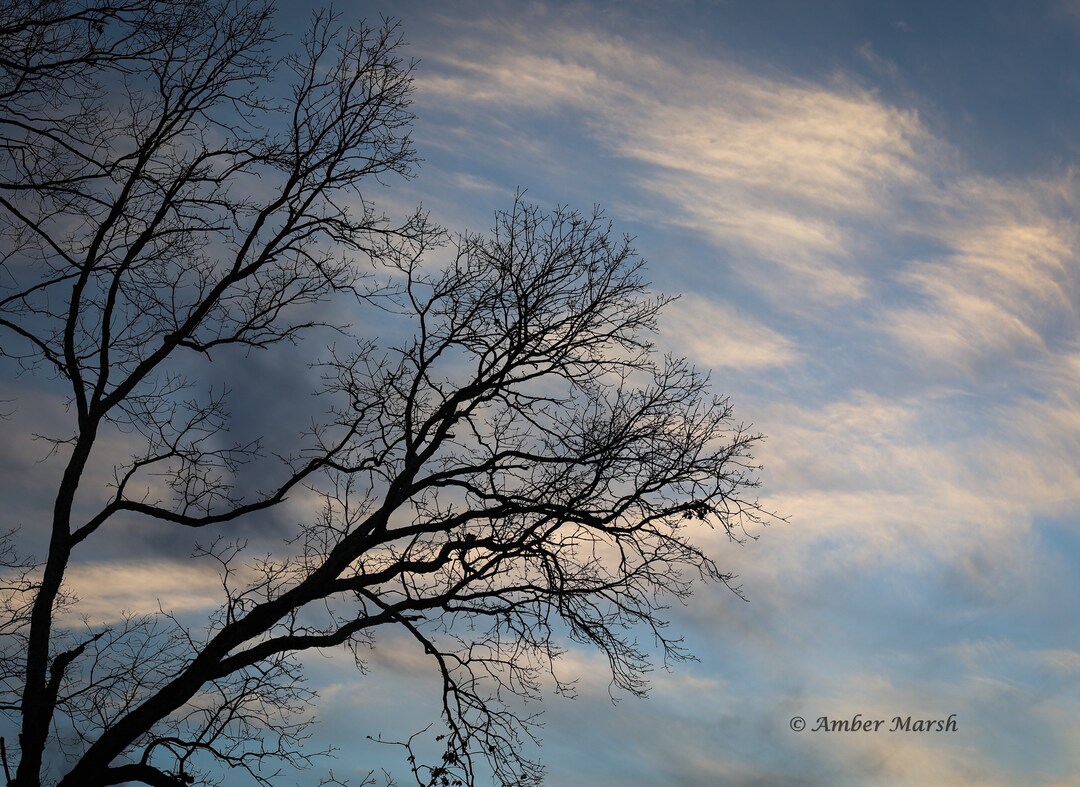 Low Light Tree Silhouette Original Satin Photography Print 24x36. - Etsy