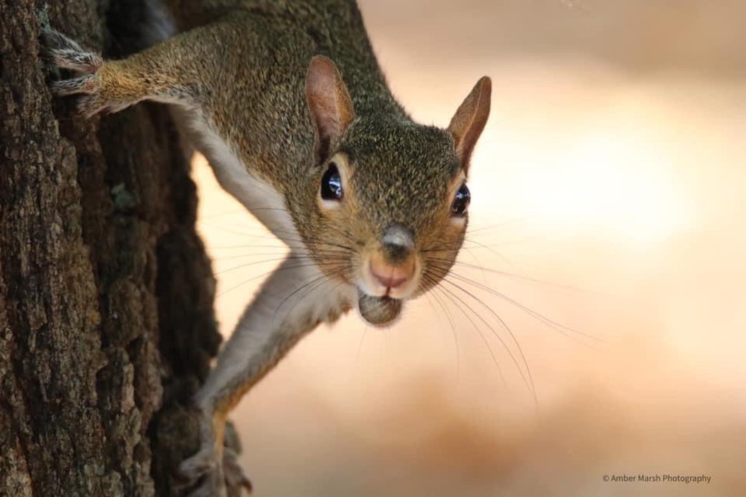 Squirrel Life Original Glossy Photography Print, 8x10 - Etsy