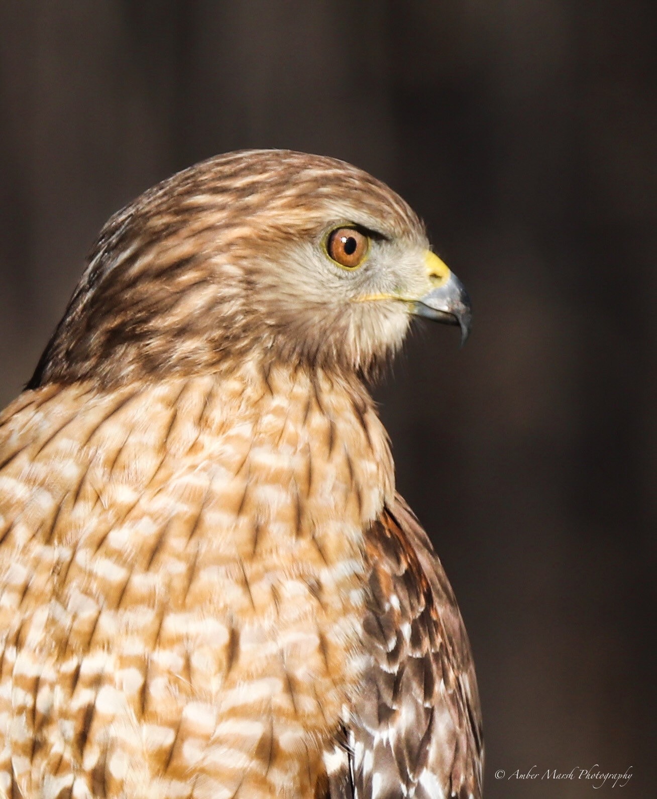 Portrait of a Hawk Original Glossy Photography Print 8x10 - Etsy.de