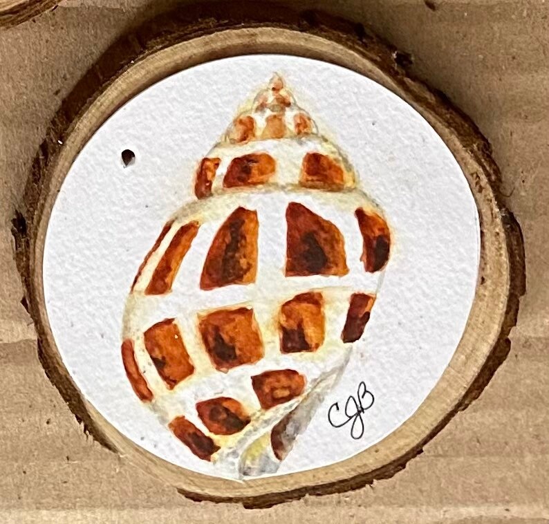Junonia Sea Shell Summer Wood Slice Ornament Gifts Birthday Ornament ...