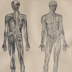 1894 Antique Anatomy Print.lithograph.muscles of the Human - Etsy